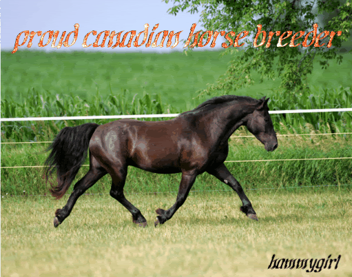 Howrse Banners - Happy Hoof-beats Horse Rescue