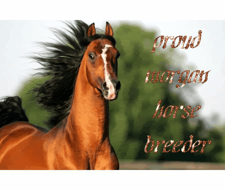 Howrse Banners - Happy Hoof-beats Horse Rescue
