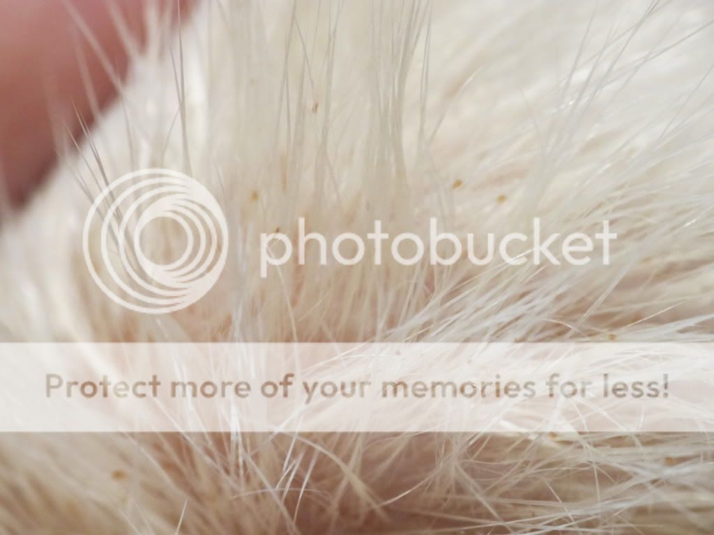 Mites?! Lice?! | Rat Forum