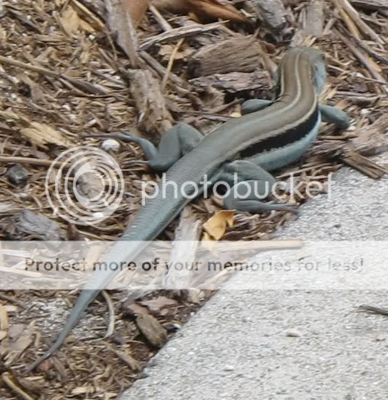 Bahamas Lizard Identification | Arachnoboards