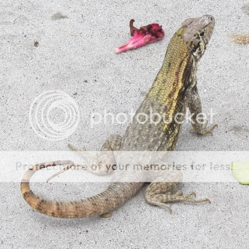 Bahamas Lizard Identification | Arachnoboards