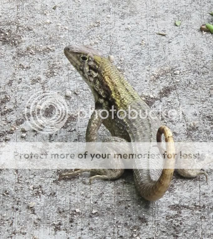 Bahamas Lizard Identification | Arachnoboards