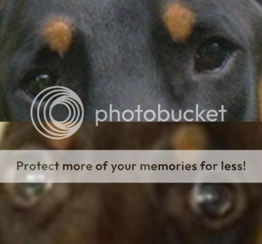 Round eye | Doberman Forum : Doberman Breed Dog Forums