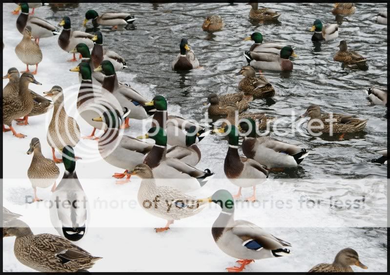 Ducks everywhere! | Rhei blogja